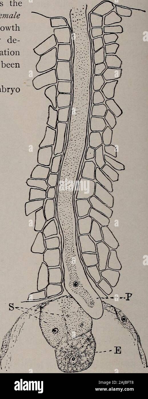 Sac embryonnaire lilium Banque de photographies et d’images à haute ...