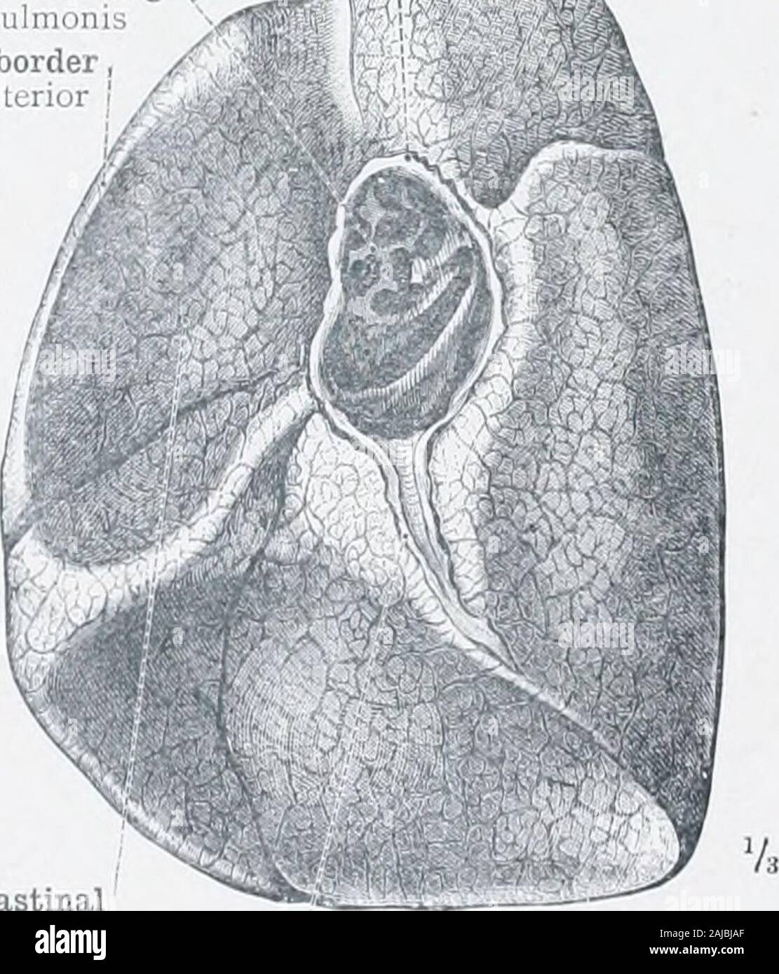 Anatomie du hile pulmonaire Banque de photographies et d’images à haute ...
