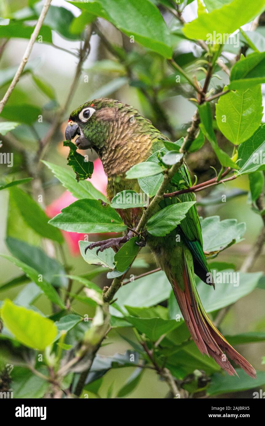Rio De Janeiro Parrots Banque d'image et photos - Alamy