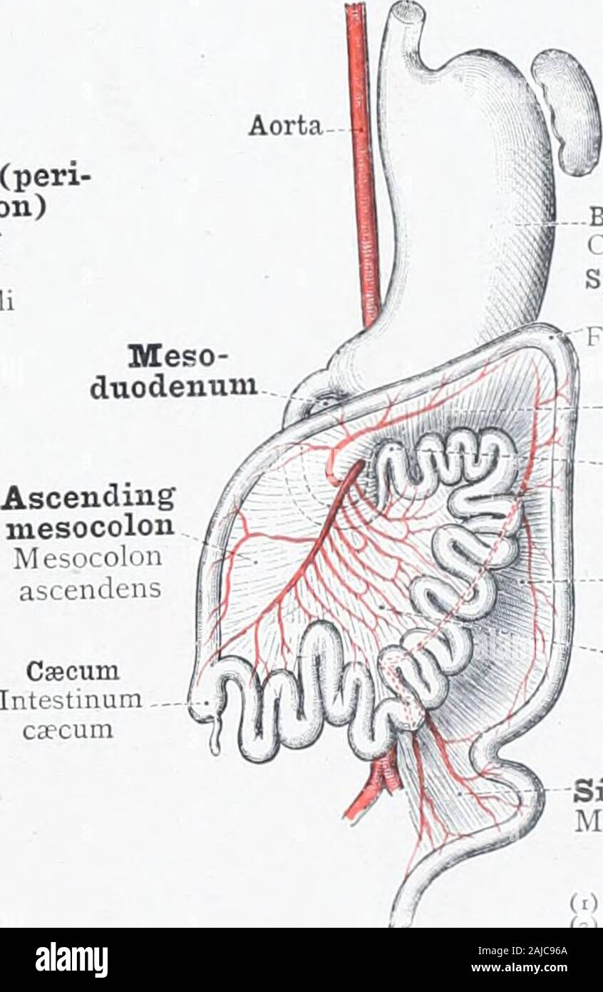Un atlas de l'anatomie humaine pour les étudiants et les médecins ...