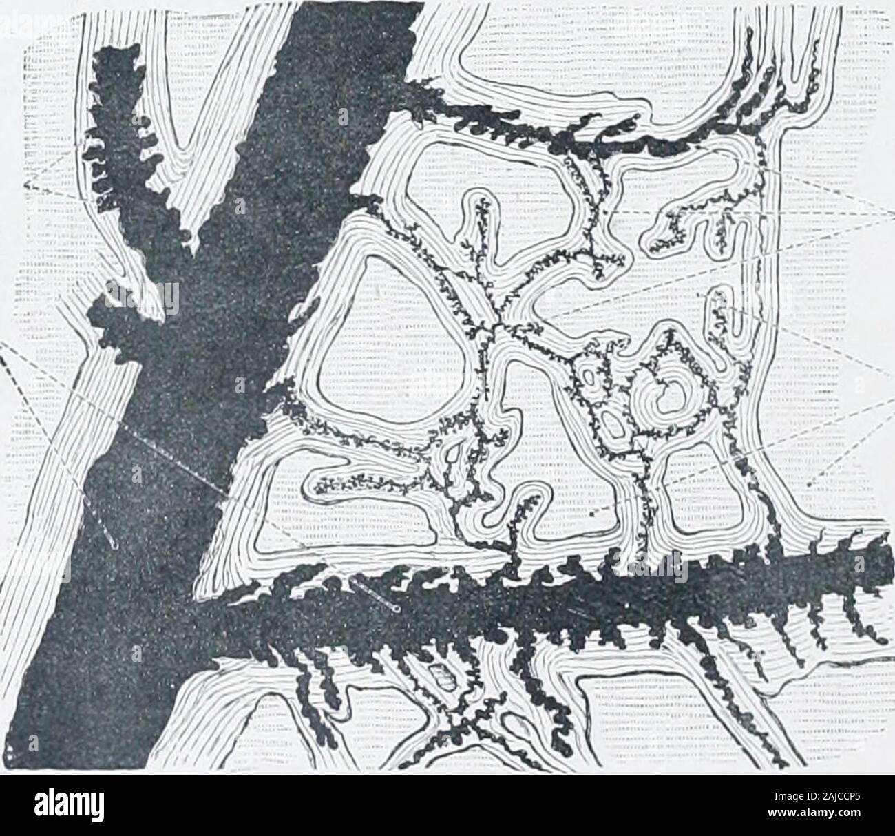 Un atlas de l'anatomie humaine pour les étudiants et les médecins . Fig ...