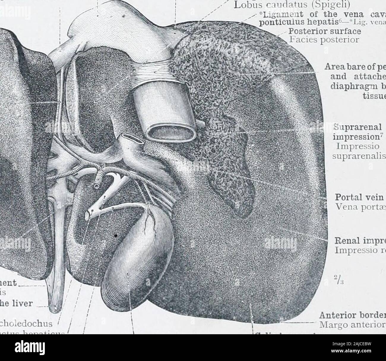 Un atlas de l'anatomie humaine pour les étudiants et les médecins . 737 ...