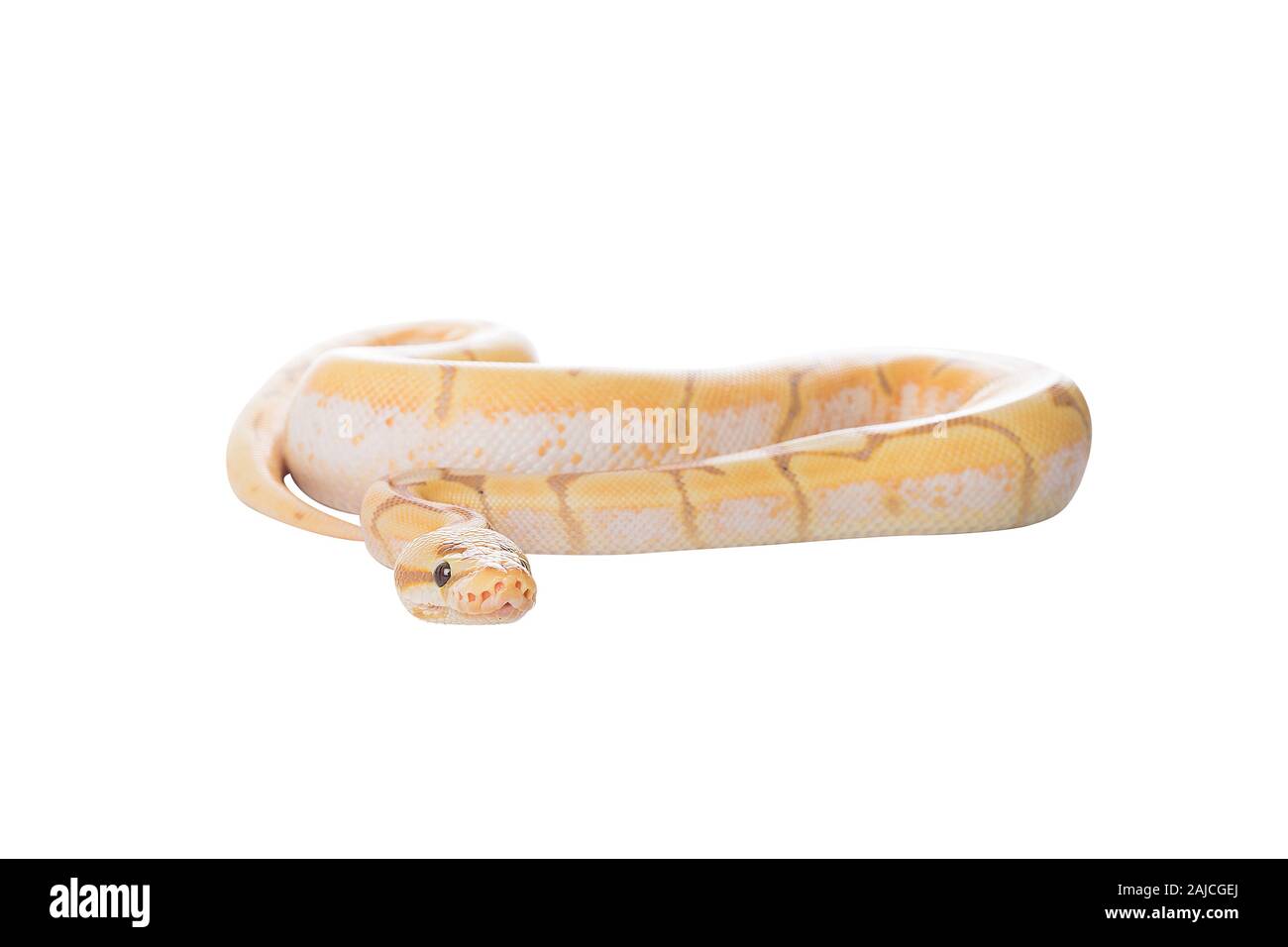 Python de compagnie Banque d'images détourées - Alamy