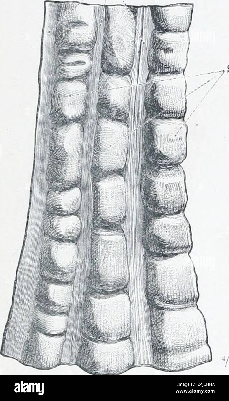 Un atlas de l'anatomie humaine pour les étudiants et les médecins . Fig ...