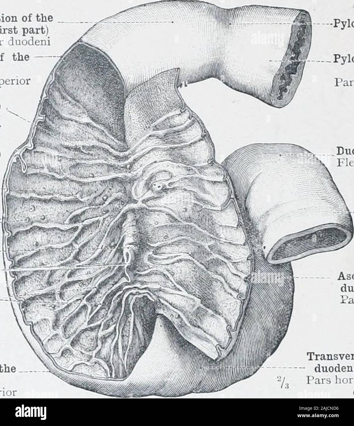 Duodenal papilla Banque de photographies et d’images à haute résolution ...