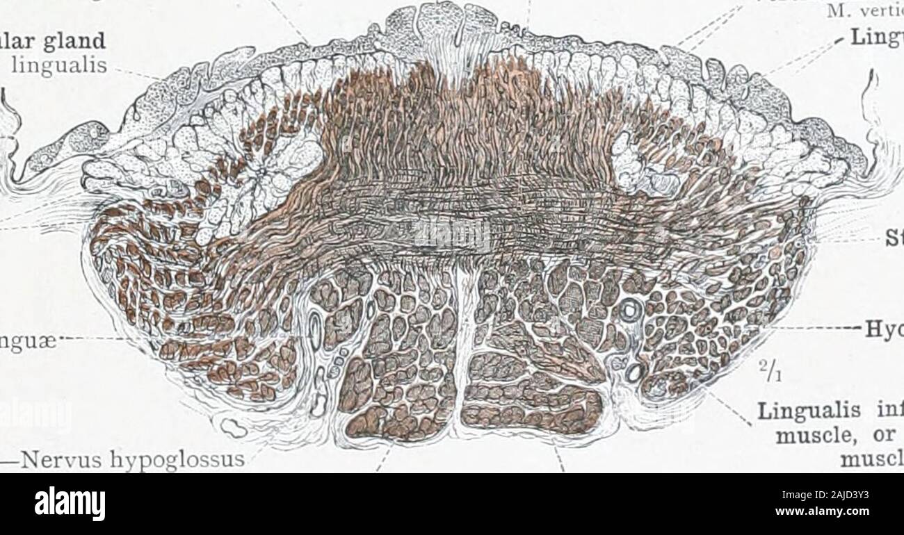 Un atlas de l'anatomie humaine pour les étudiants et les médecins ...