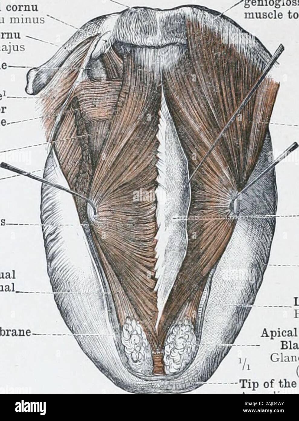 Human tongue muscle Banque de photographies et d’images à haute ...