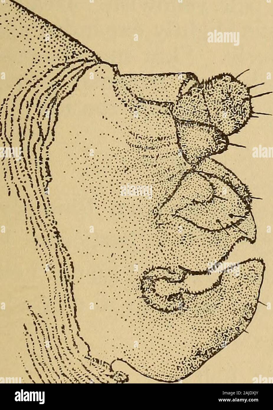 Rapport Annuel . ish transparent, fuscous apicalement-. Jambes avec l ...