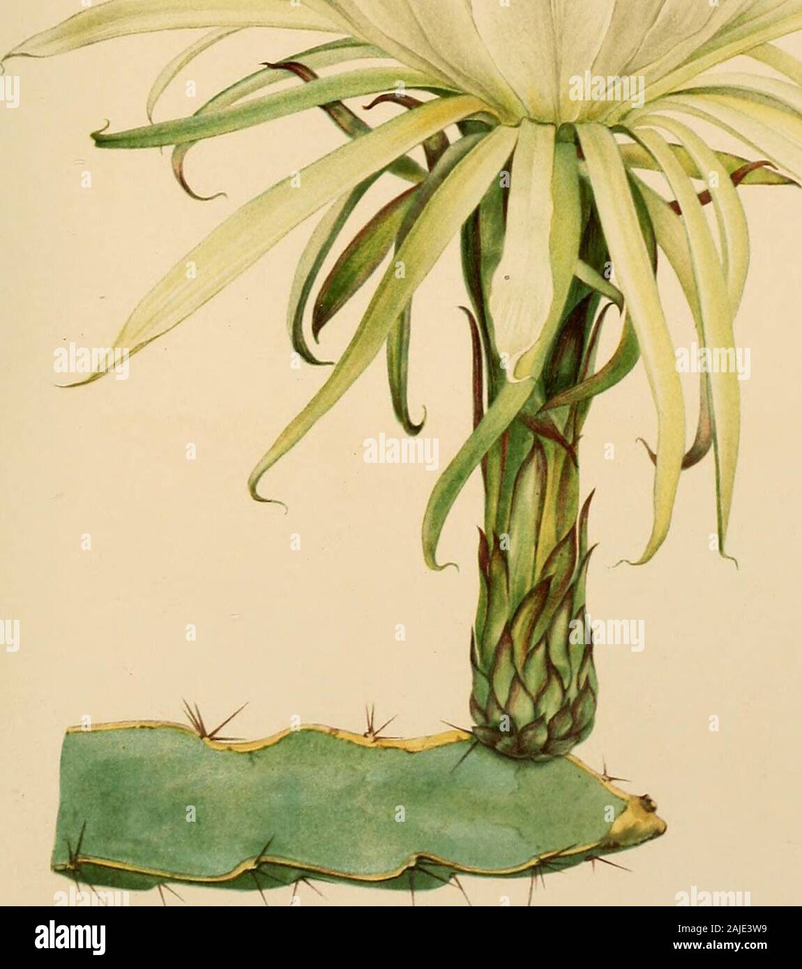 Hylocereus trigonus Banque de photographies et d’images à haute ...