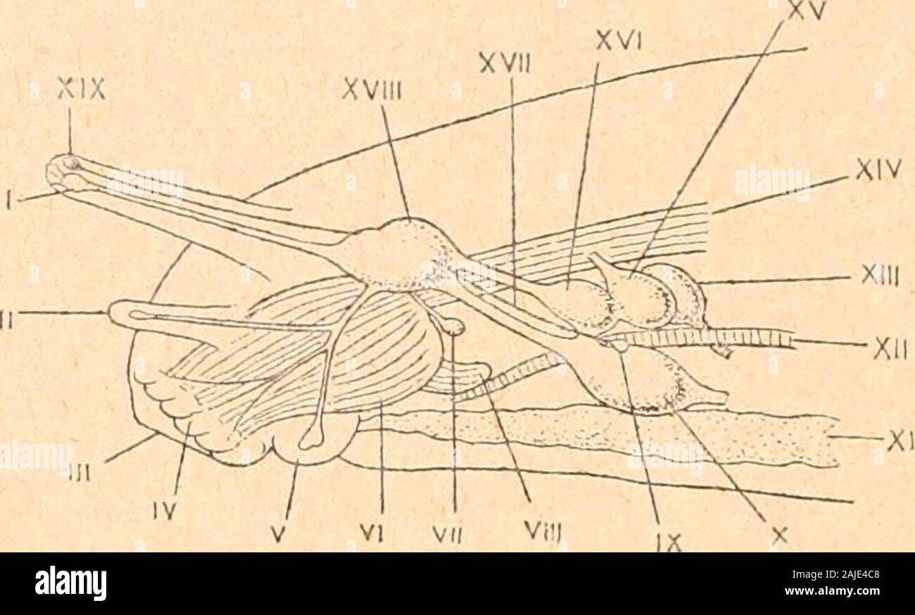 Introduction à l'étude des mollusques . Fig. 67. - Pterotrachea mâle ...