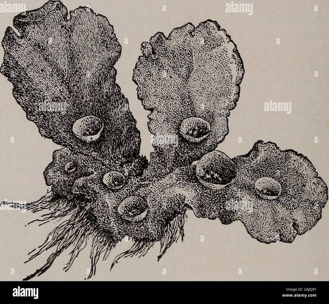 Microscope poils absorbants vegetaux Banque de photographies et d ...