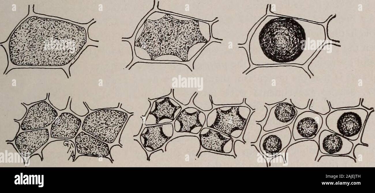 Osmose cell Banque de photographies et d’images à haute résolution - Alamy