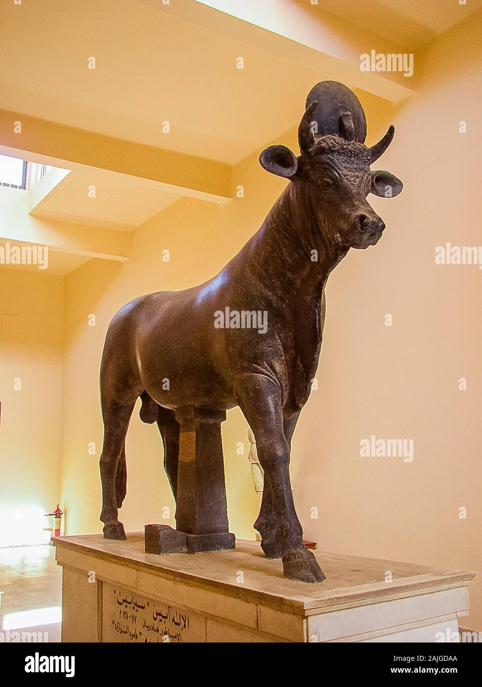Egypte, Alexandrie, le musée gréco-romain, la statue du taureau Apis ...