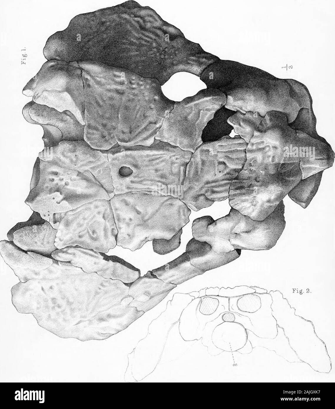 Recherches sur la structure, l'organisation et la classification des ...