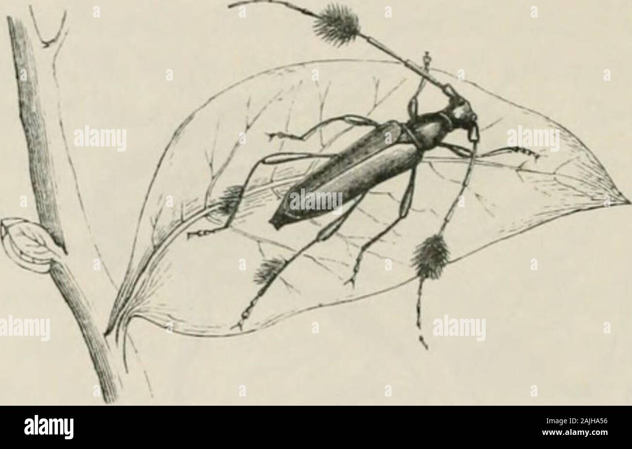 Les insectes à l'étranger : être un compte rendu populaire des affaires ...