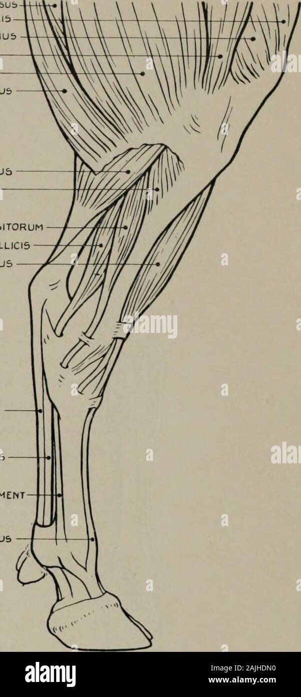 La modélisation ; un guide pour les enseignants et les élèves . SCMI ...