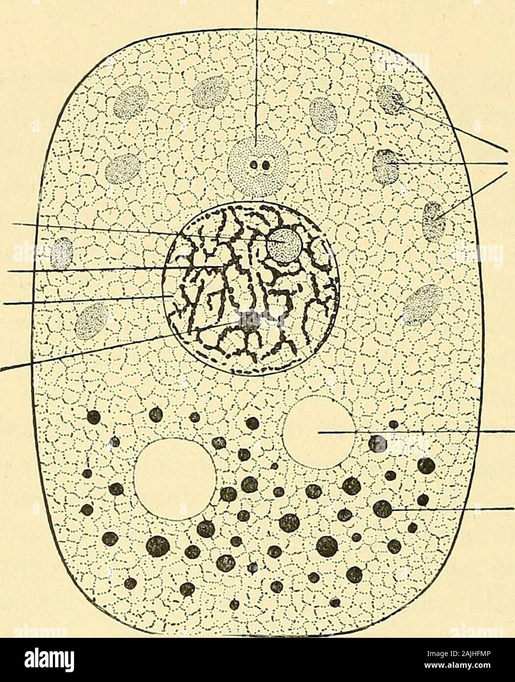 La cellule dans le développement et l'héritage . et ce, à son tour ...