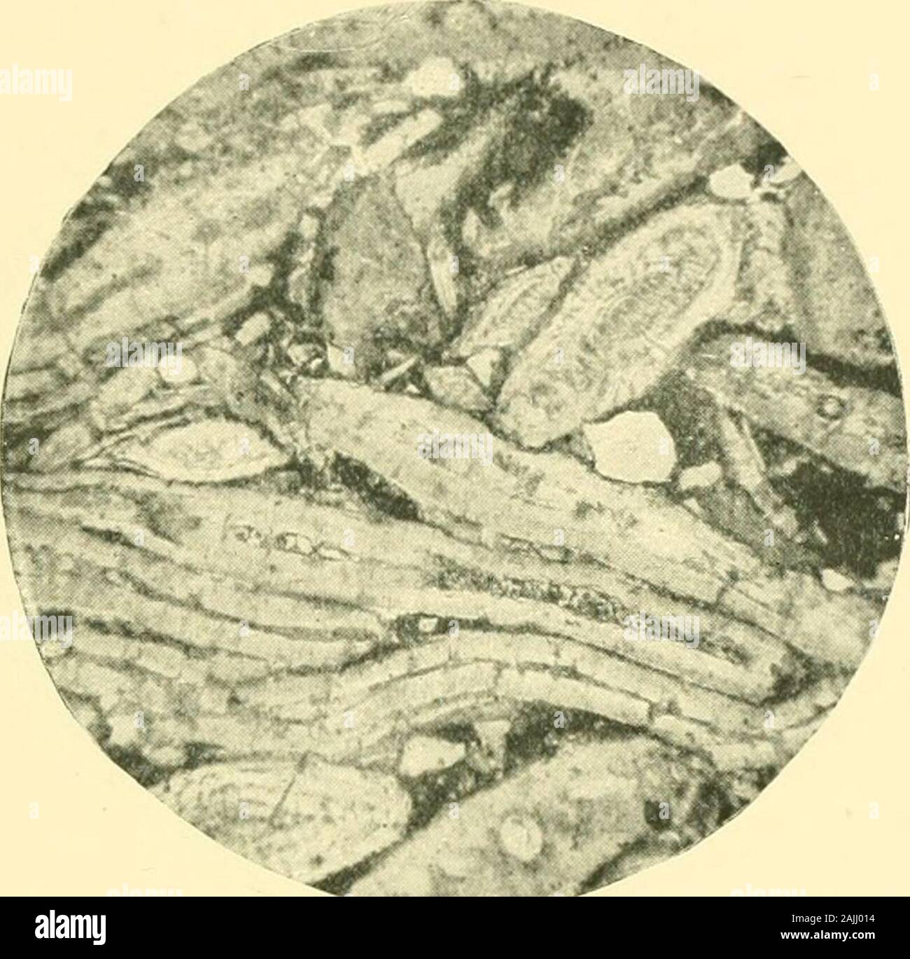 Les foraminifères : une introduction à l'étude des protozoaires . FiG ...
