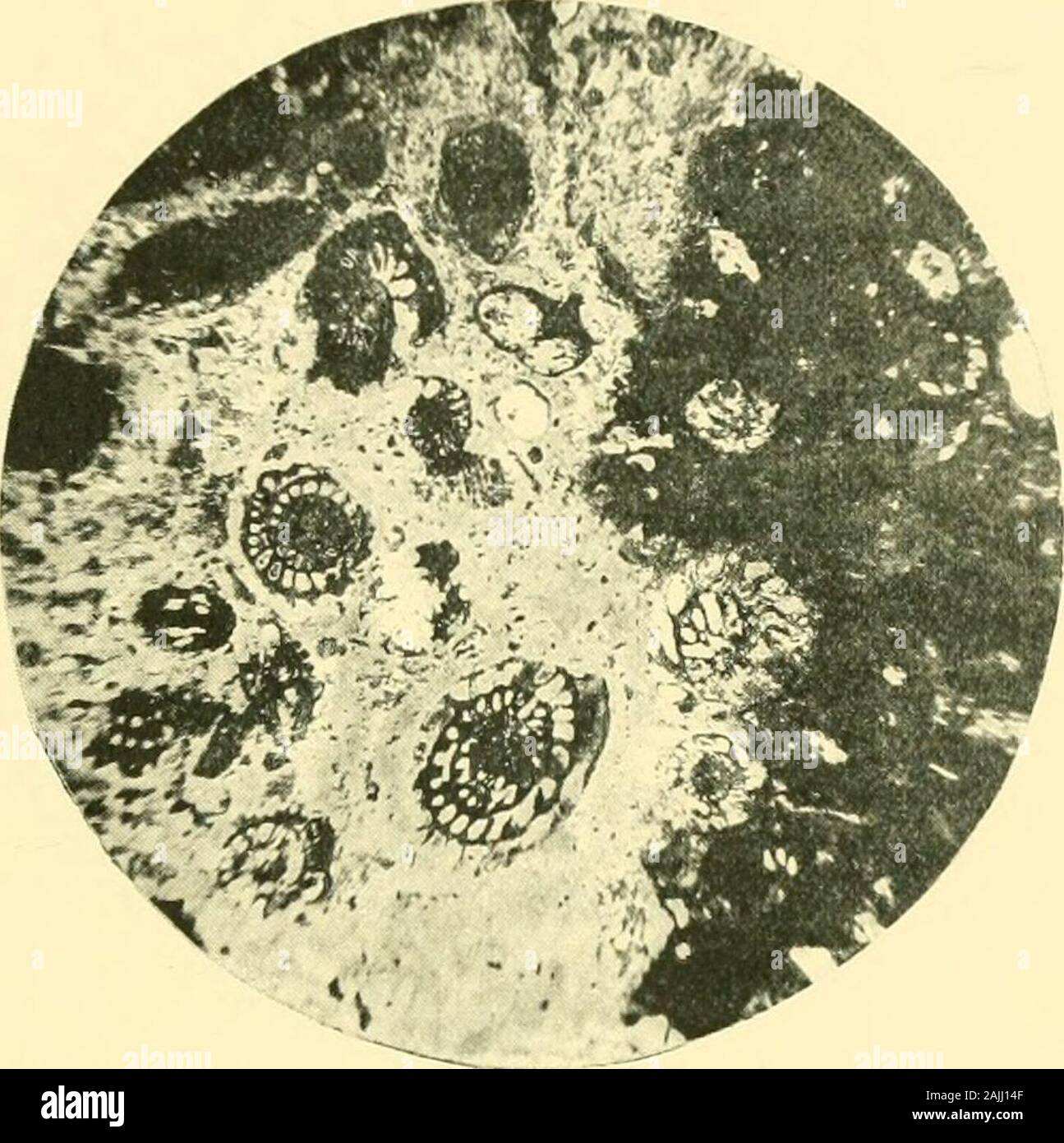 Les foraminifères : une introduction à l'étude des protozoaires . Fig ...