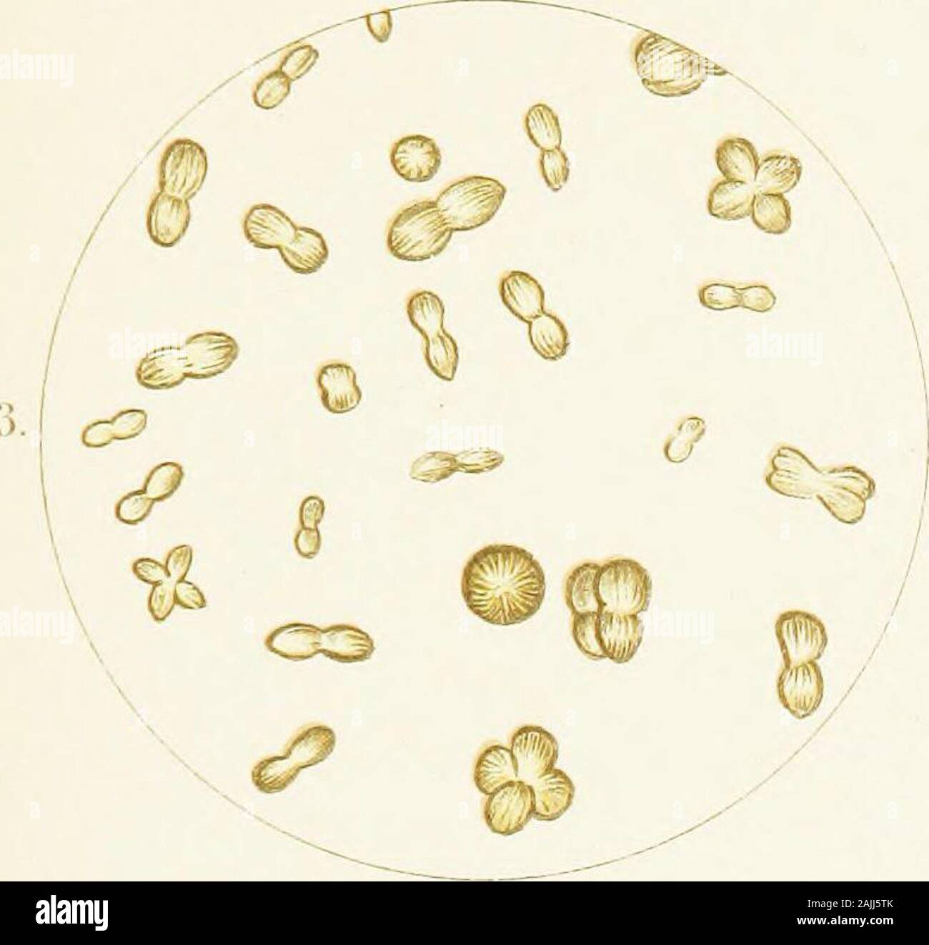 Atlas de sédiments urinaires ; avec une référence particulière à leur ...
