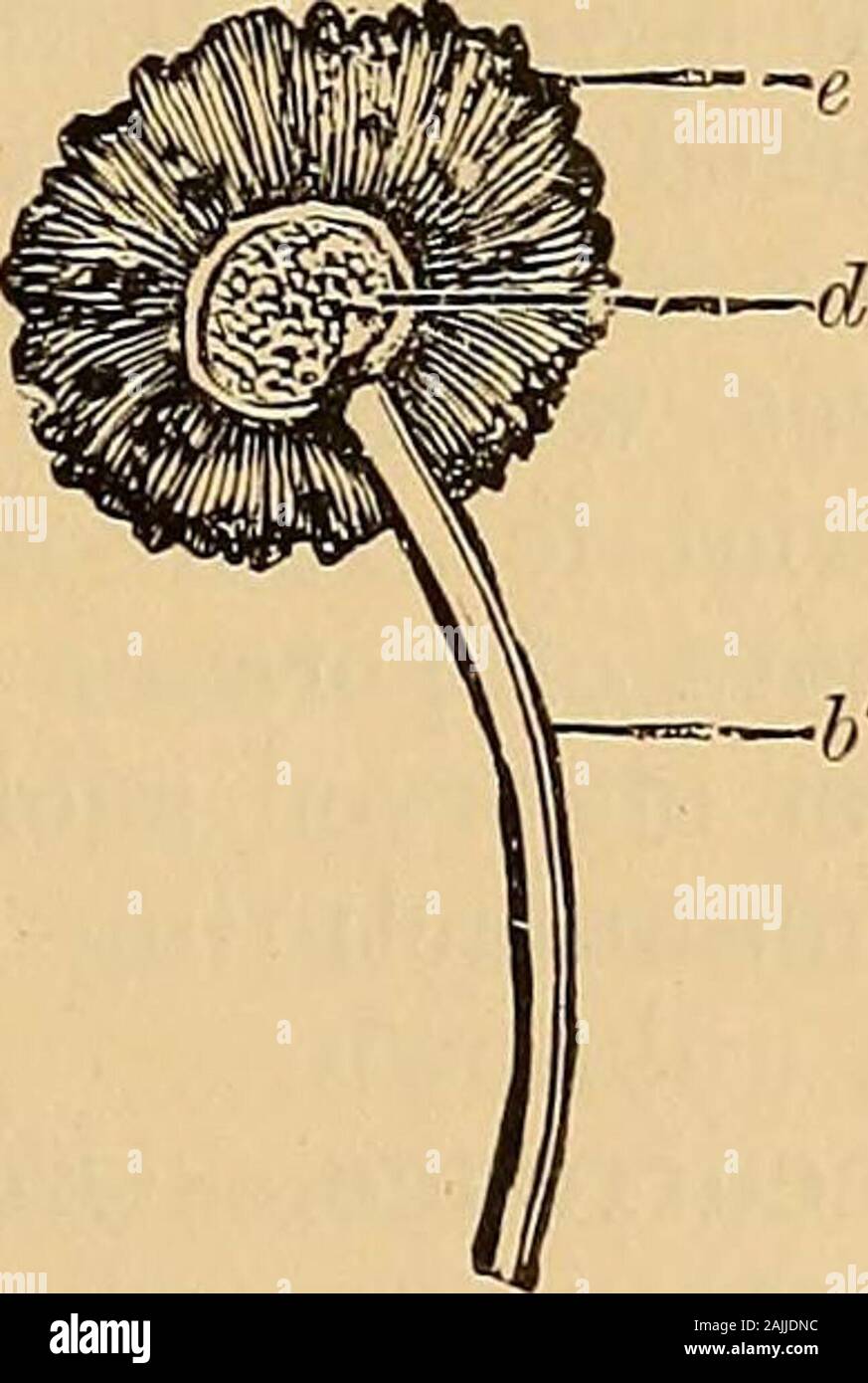 Aspergillus niger Banque de photographies et d’images à haute ...