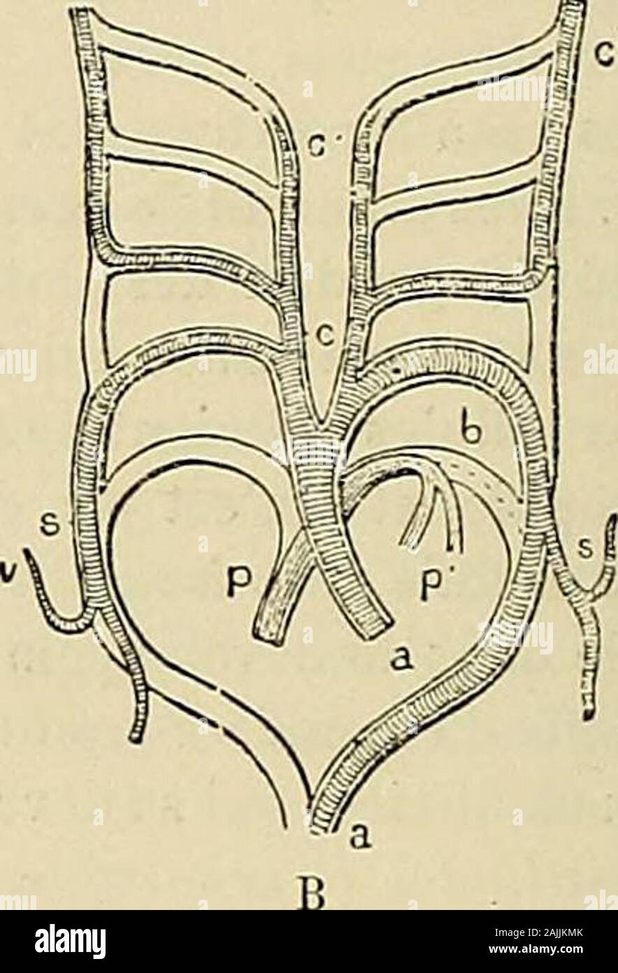 Artere carotide interne Banque de photographies et d’images à haute ...