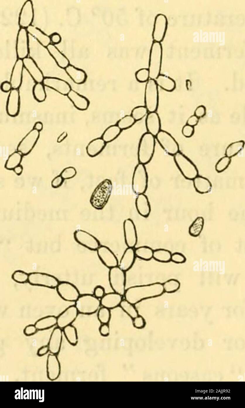 Levures microscope Banque de photographies et d’images à haute ...