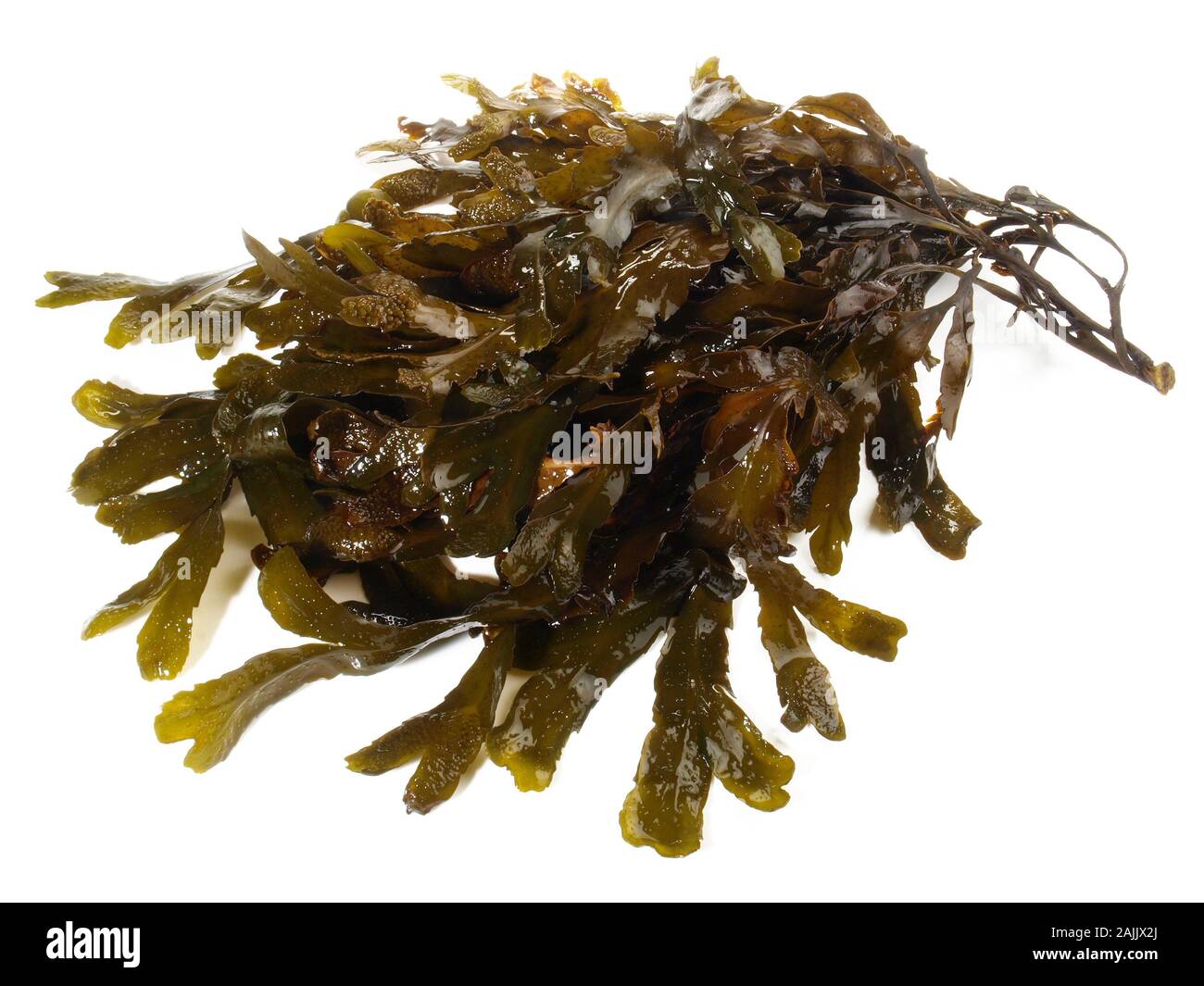 Algues brunes Banque de photographies et d’images à haute résolution ...