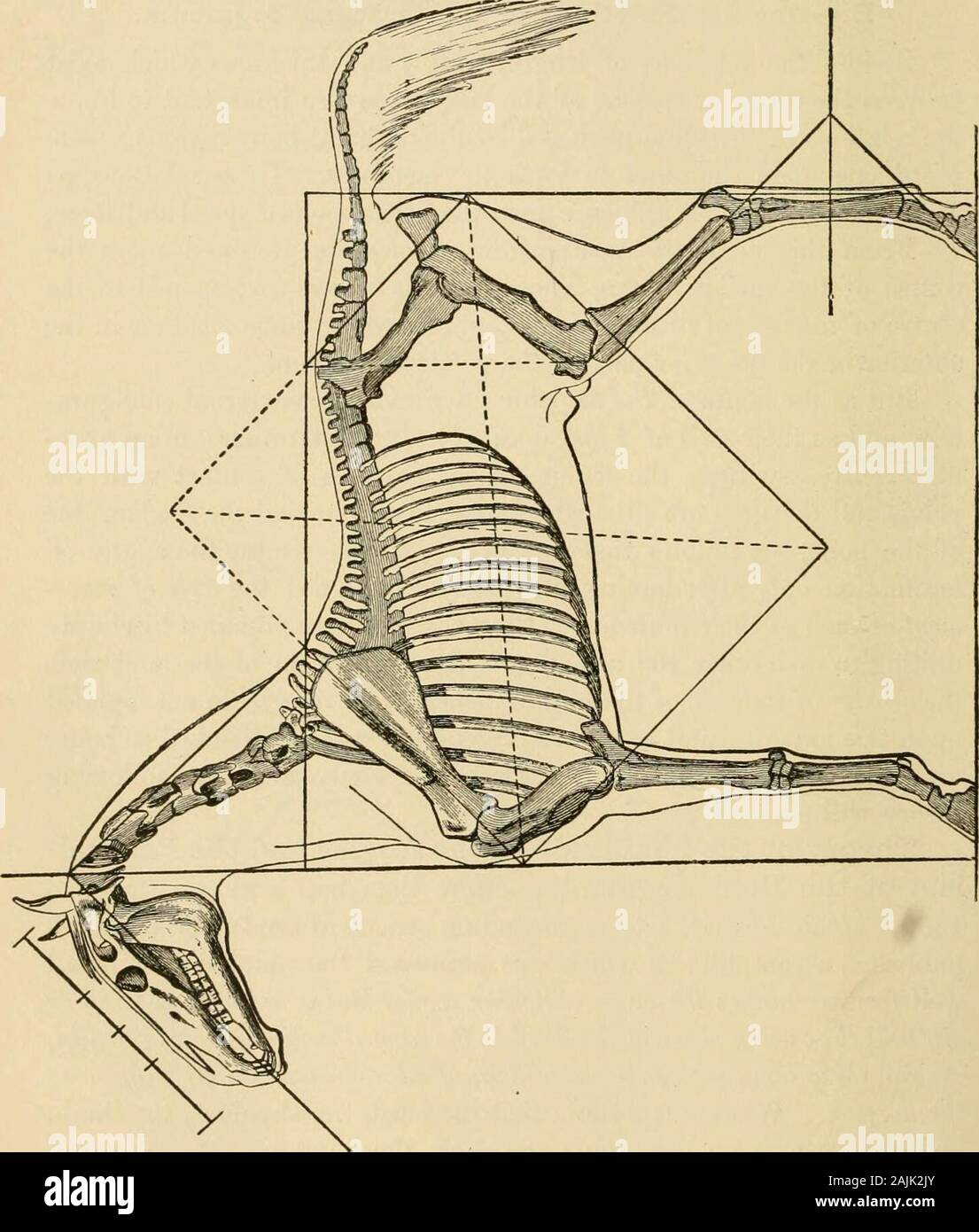 Humérus du cheval Banque de photographies et d’images à haute ...