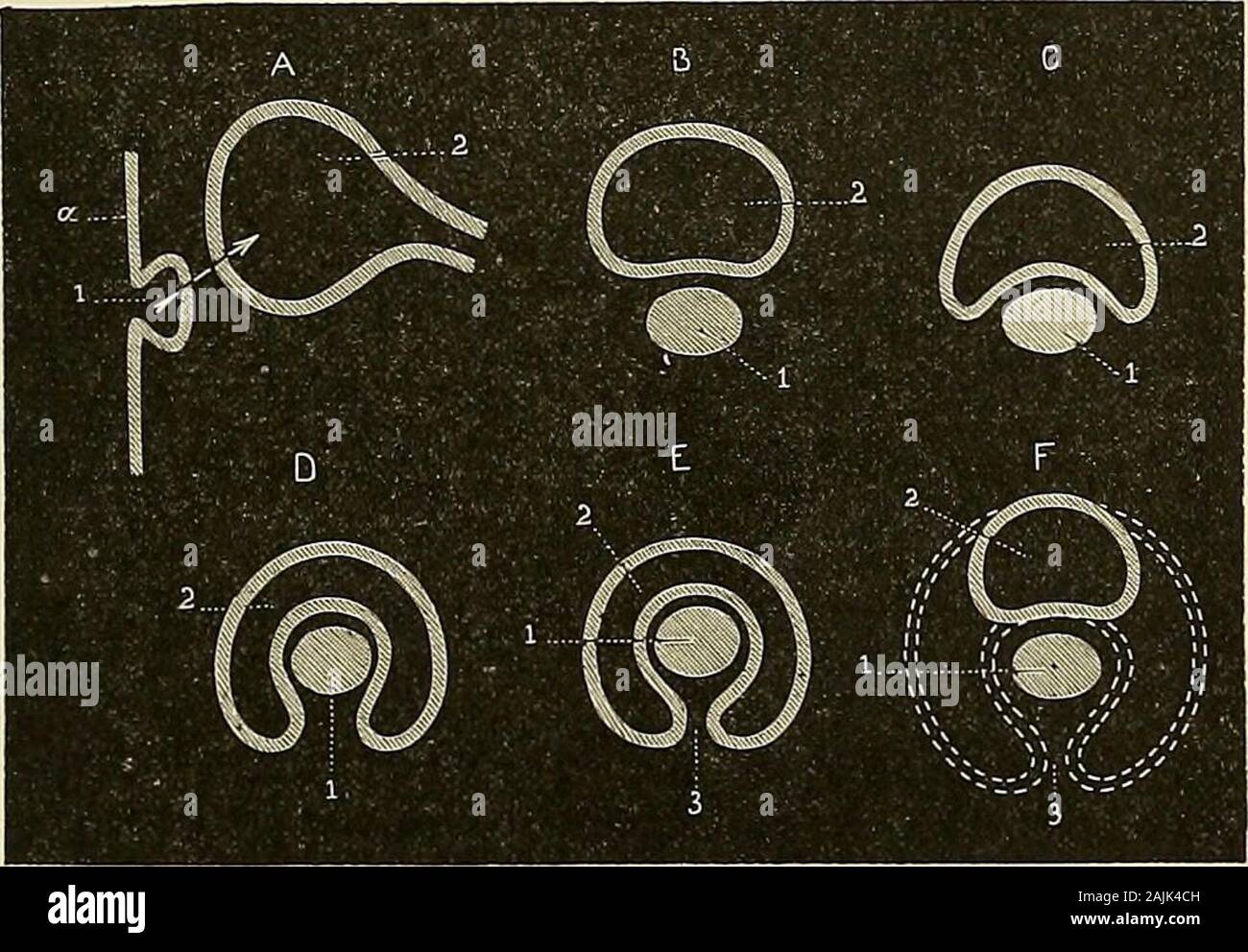 Traité d'anatomie humaine : Anatomie, histologie, développement ...