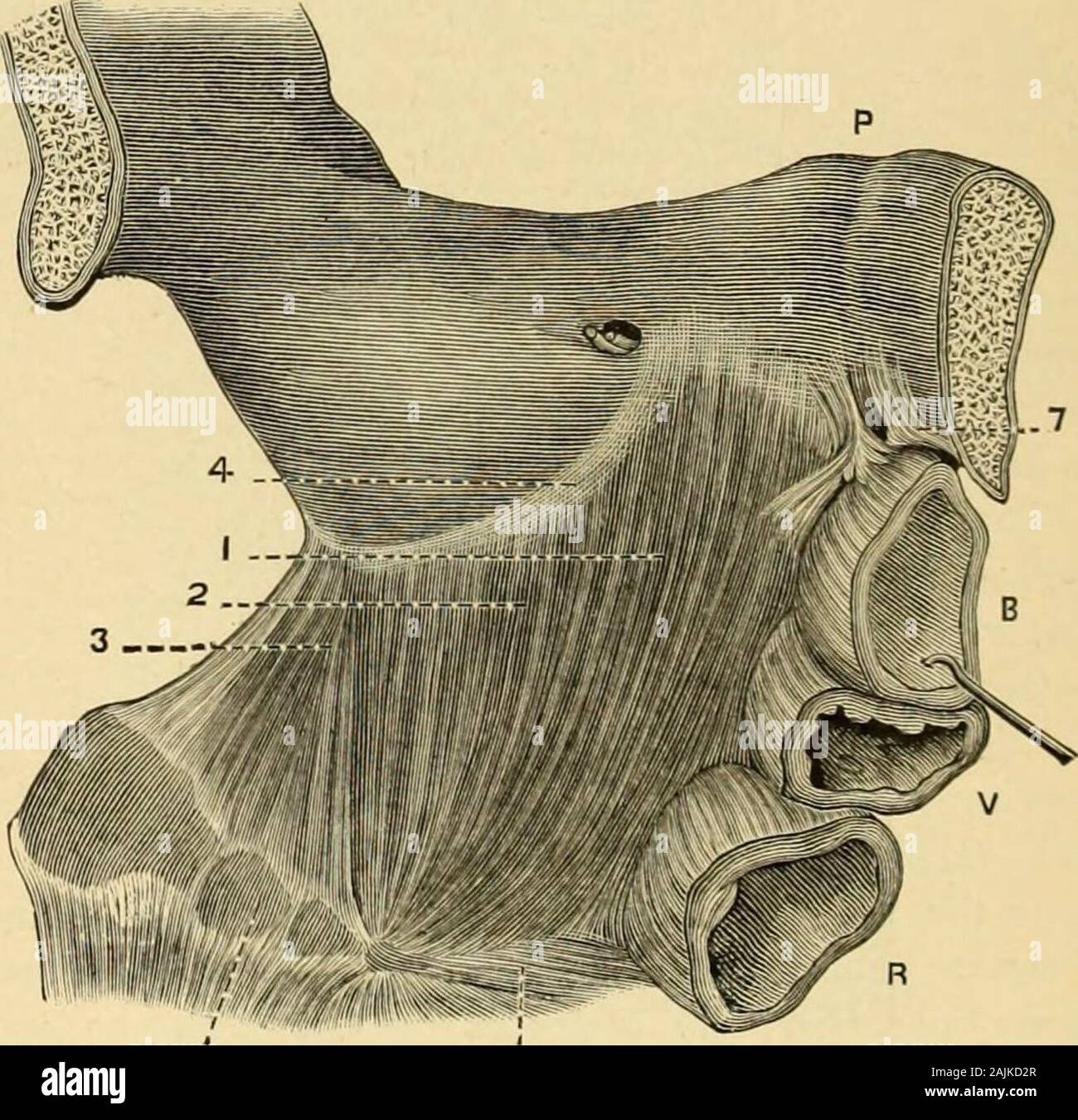 Muscle coccygeus Banque de photographies et d’images à haute résolution ...