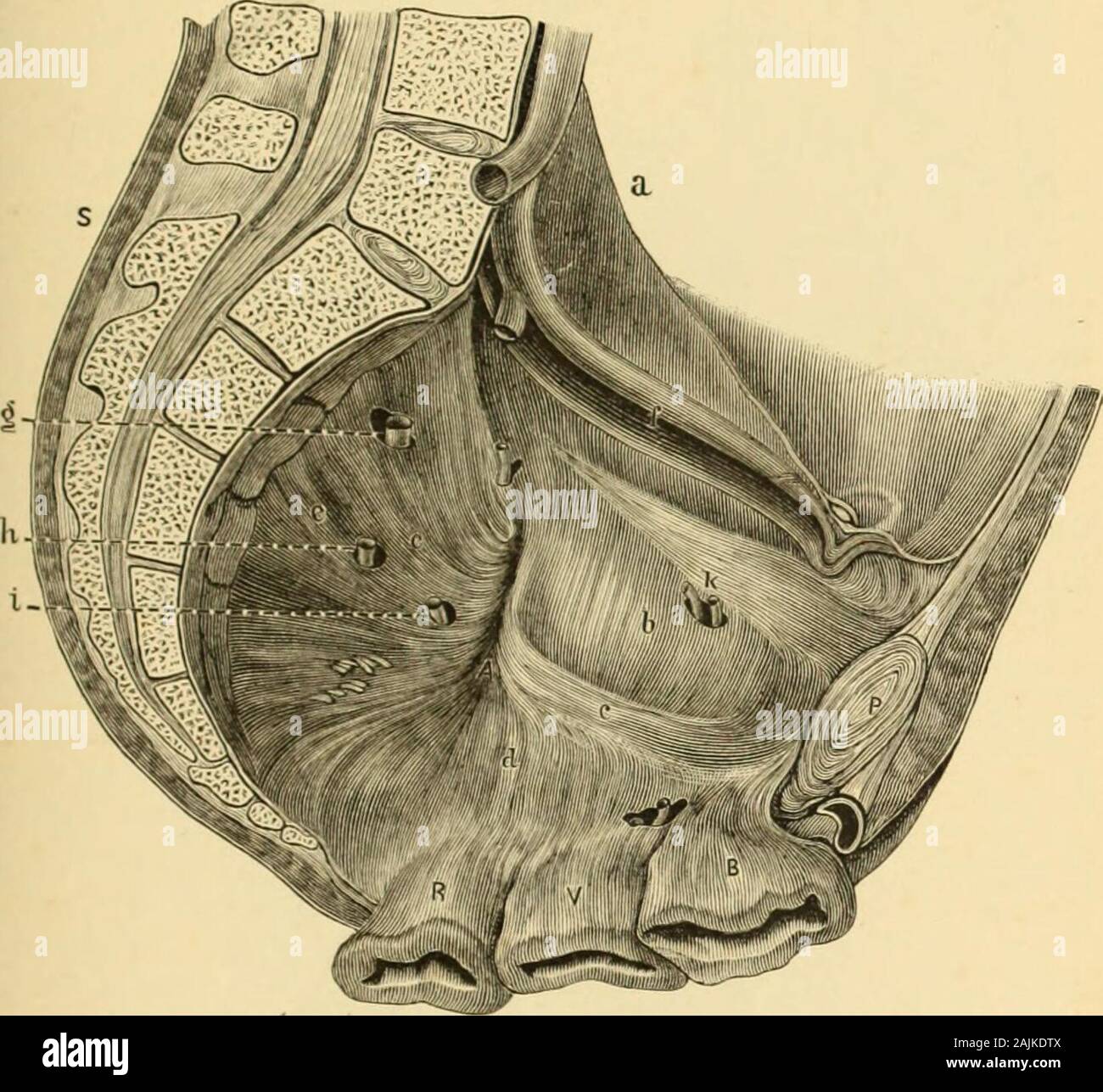 Périnée feminin Banque de photographies et d’images à haute résolution ...