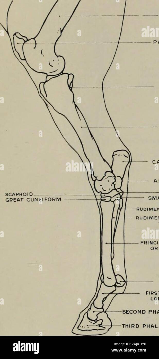 La modélisation ; un guide pour les enseignants et les élèves . Aspect ...