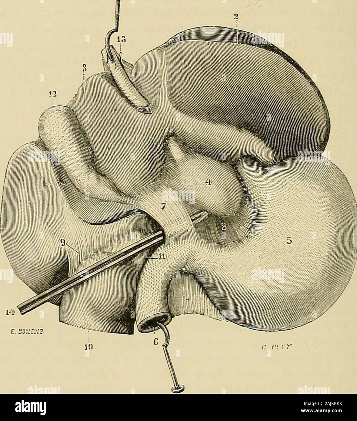 Rate anatomie Banque de photographies et d’images à haute résolution ...
