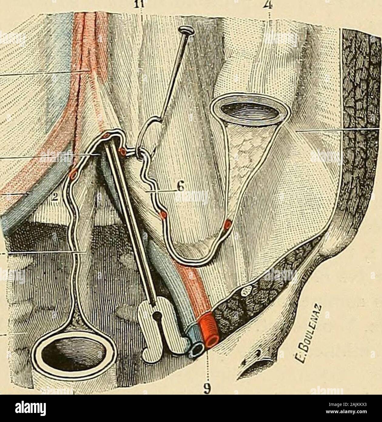 Traité d'anatomie humaine : Anatomie, histologie, développement ...
