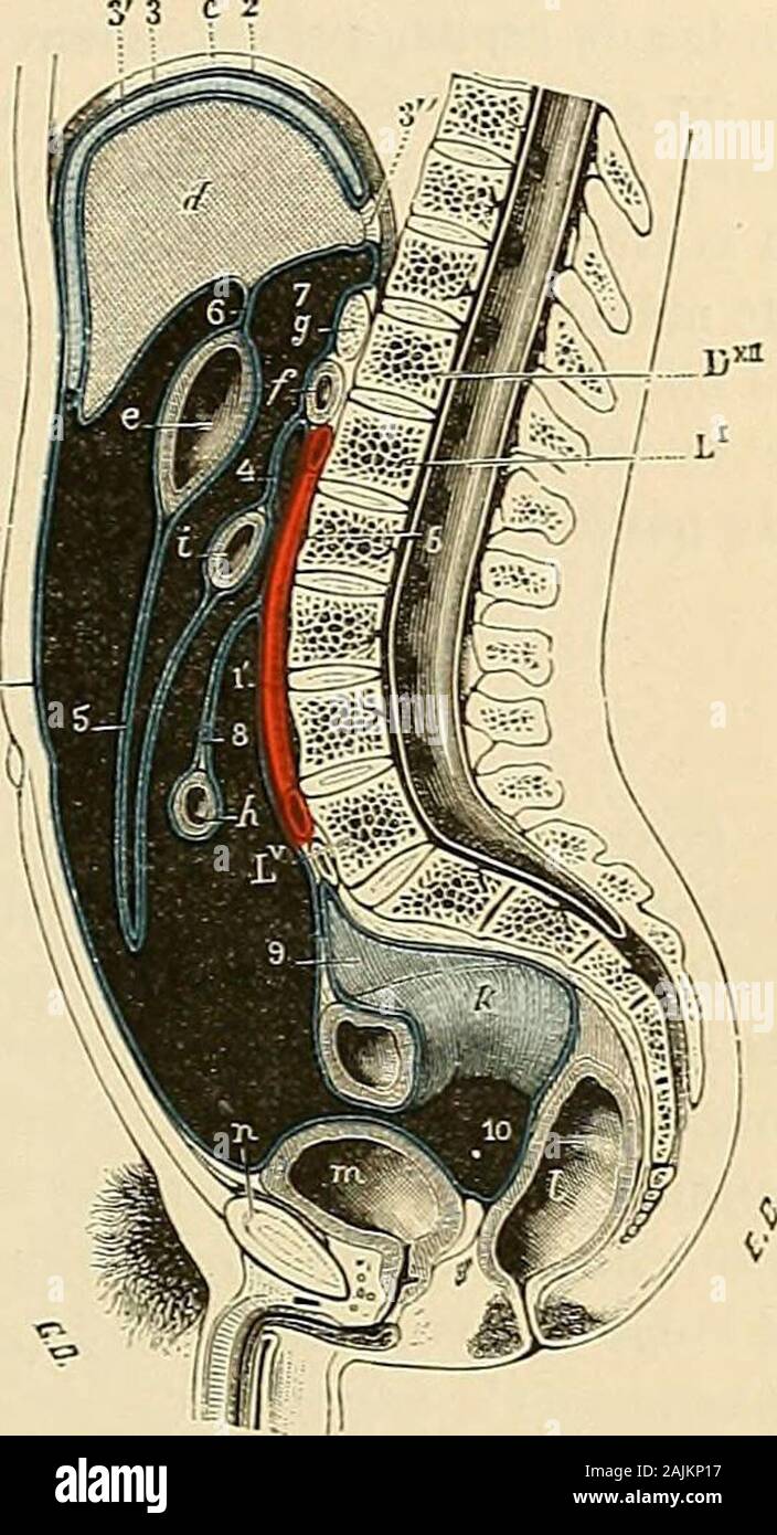 Traité d'anatomie humaine : Anatomie, histologie, développement ...