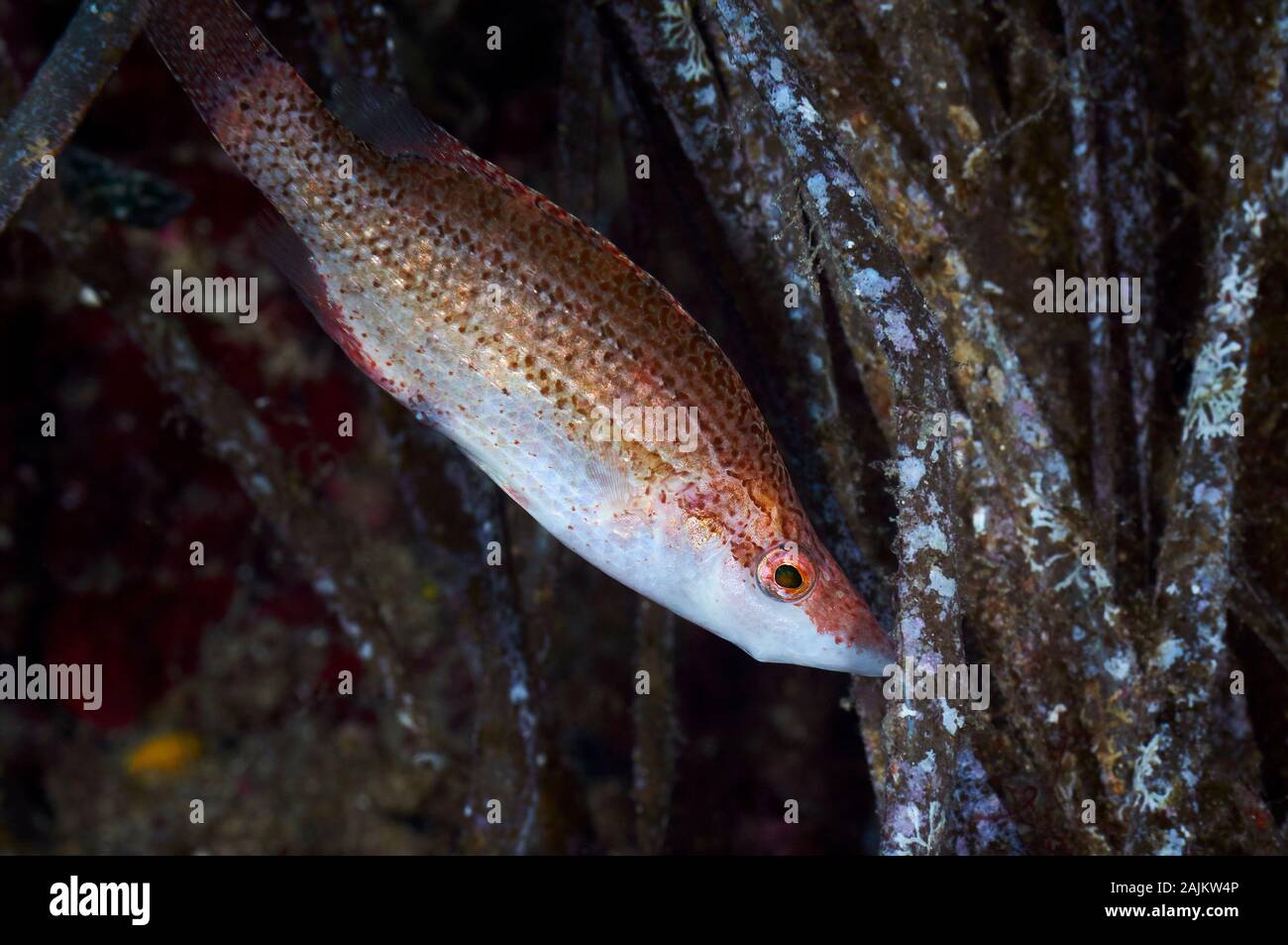 Tordo picudo Banque de photographies et d’images à haute résolution - Alamy