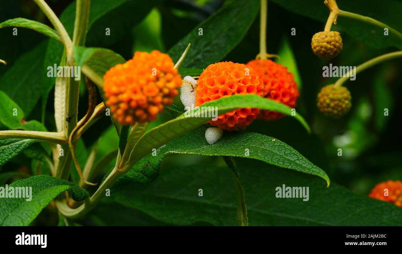 Buddleia ou buddleja globosa Banque de photographies et d’images à ...