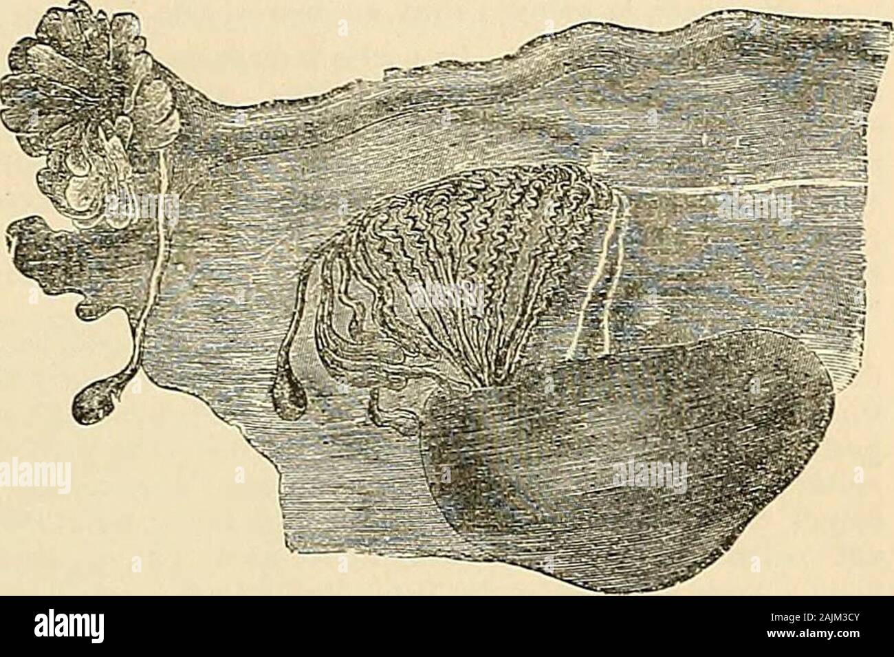 Traité d'anatomie humaine : Anatomie, histologie, développement ...