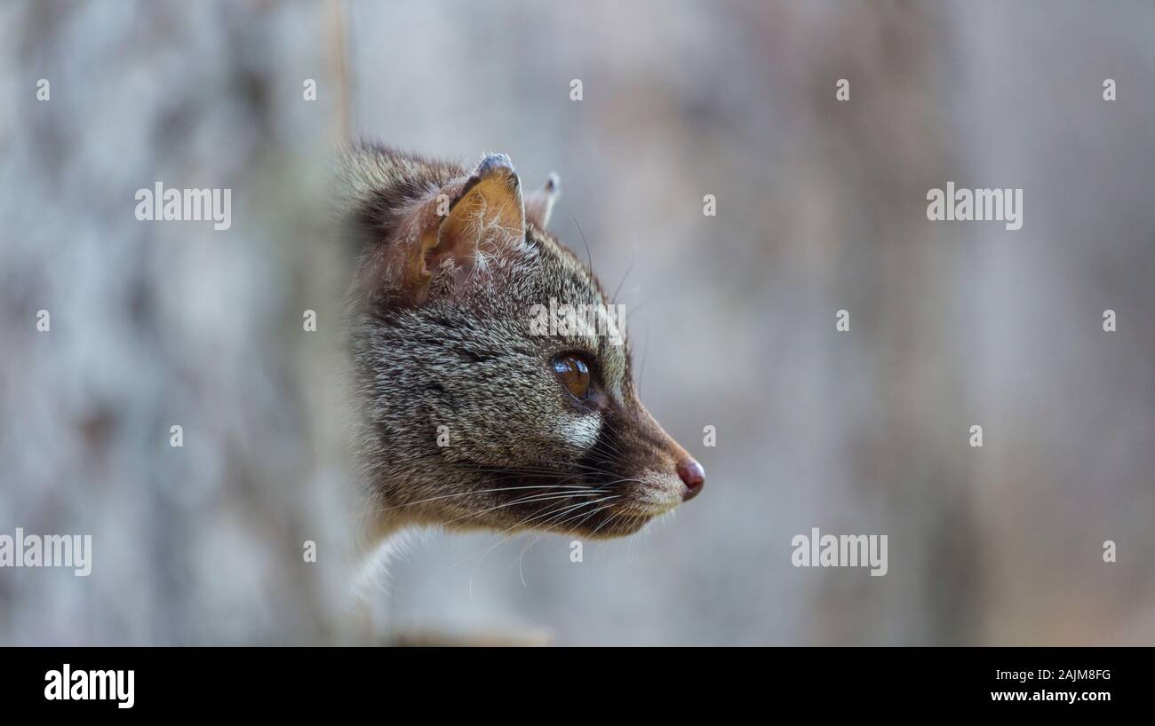 Genette commune Banque de photographies et d’images à haute résolution ...
