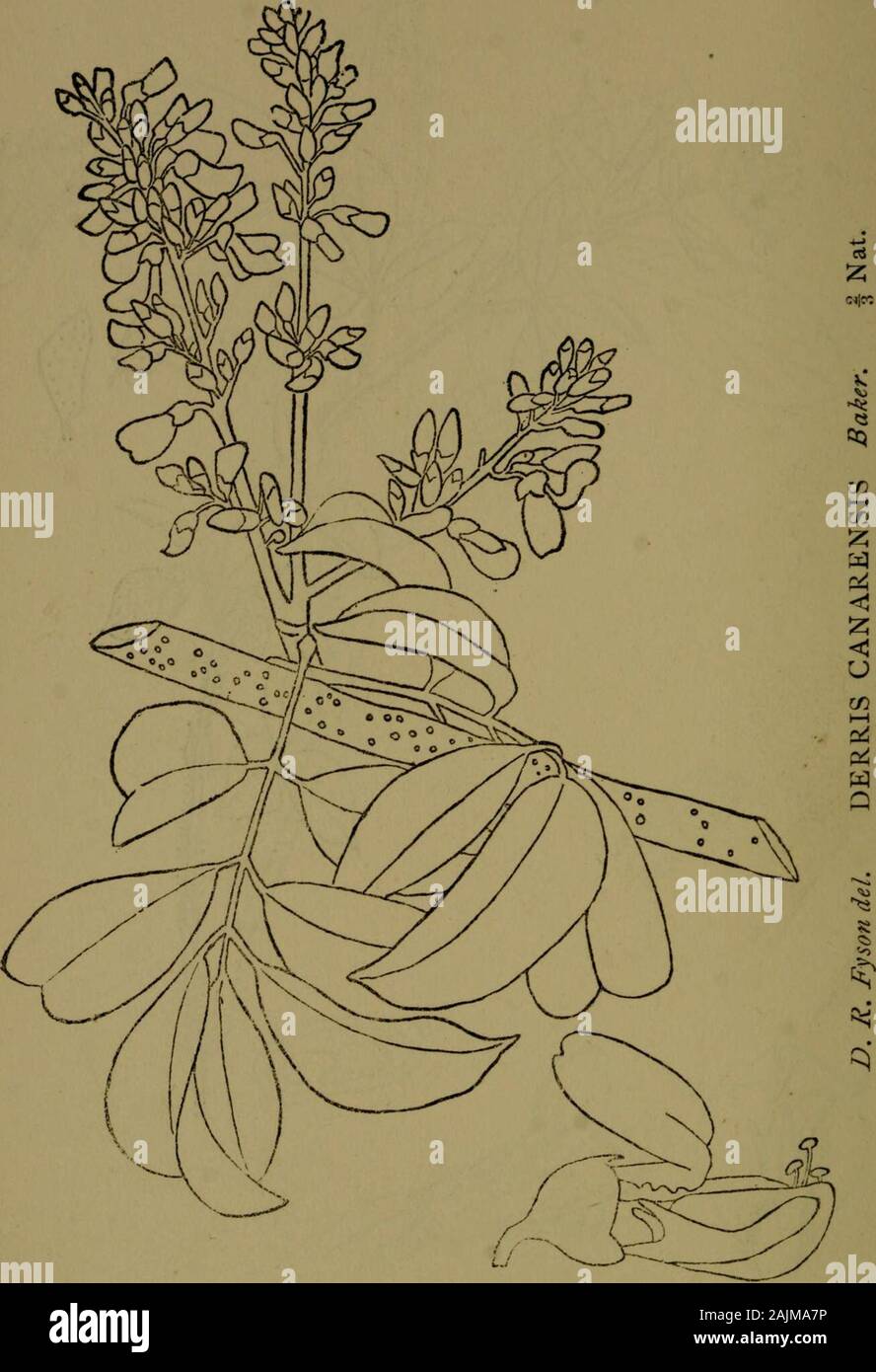 La flore de la colline Nilgiri et Pulney-tops . X D. R. Fyson del ...