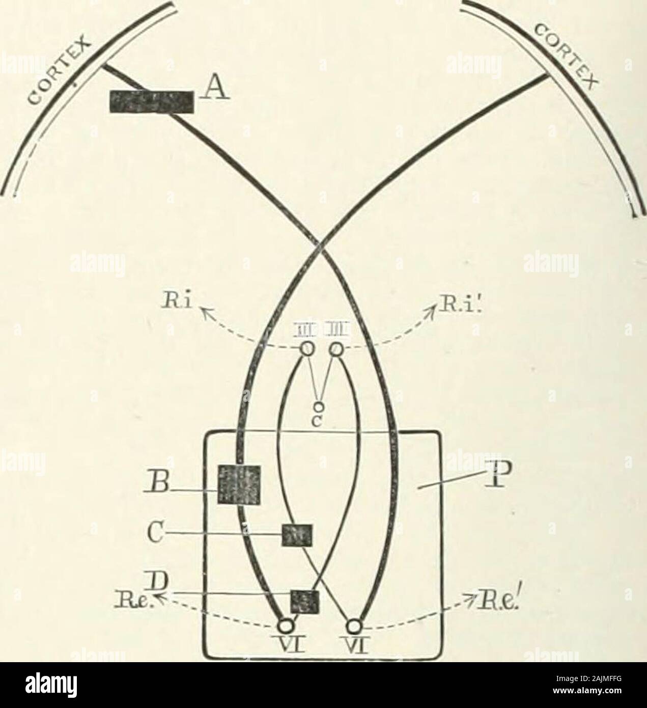 Un guide de référence des sciences médicales, qui englobe l'ensemble ...