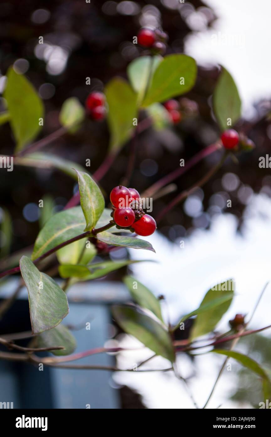 Chèvrefeuille aux fruits rouges Banque de photographies et d’images à ...