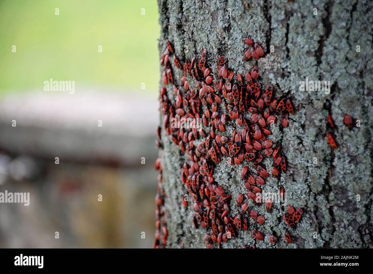 De nombreux bugs sur un arbre dans différentes étapes de développement ...