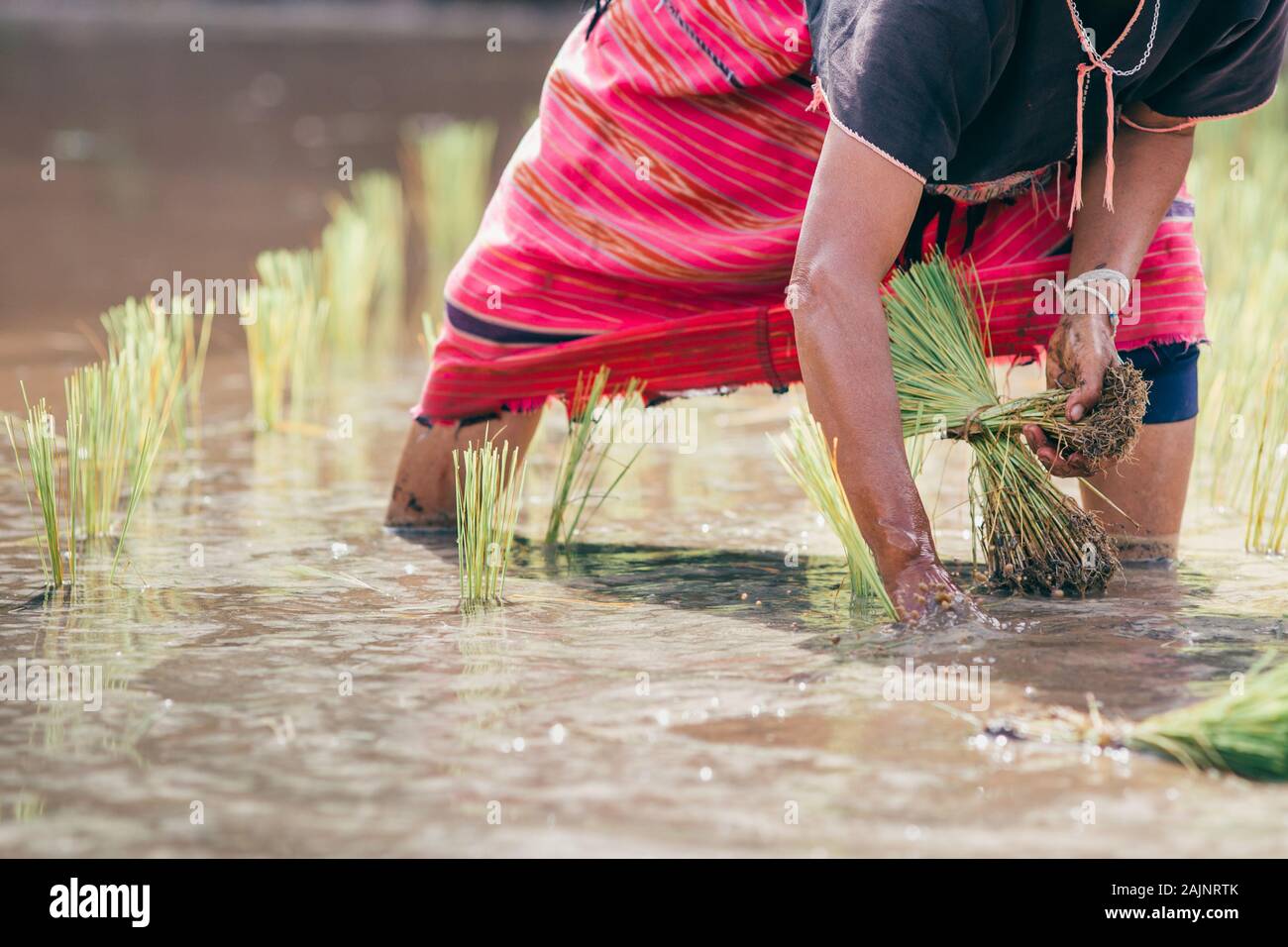 Femme thaïlandaise champs Banque de photographies et d’images à haute ...