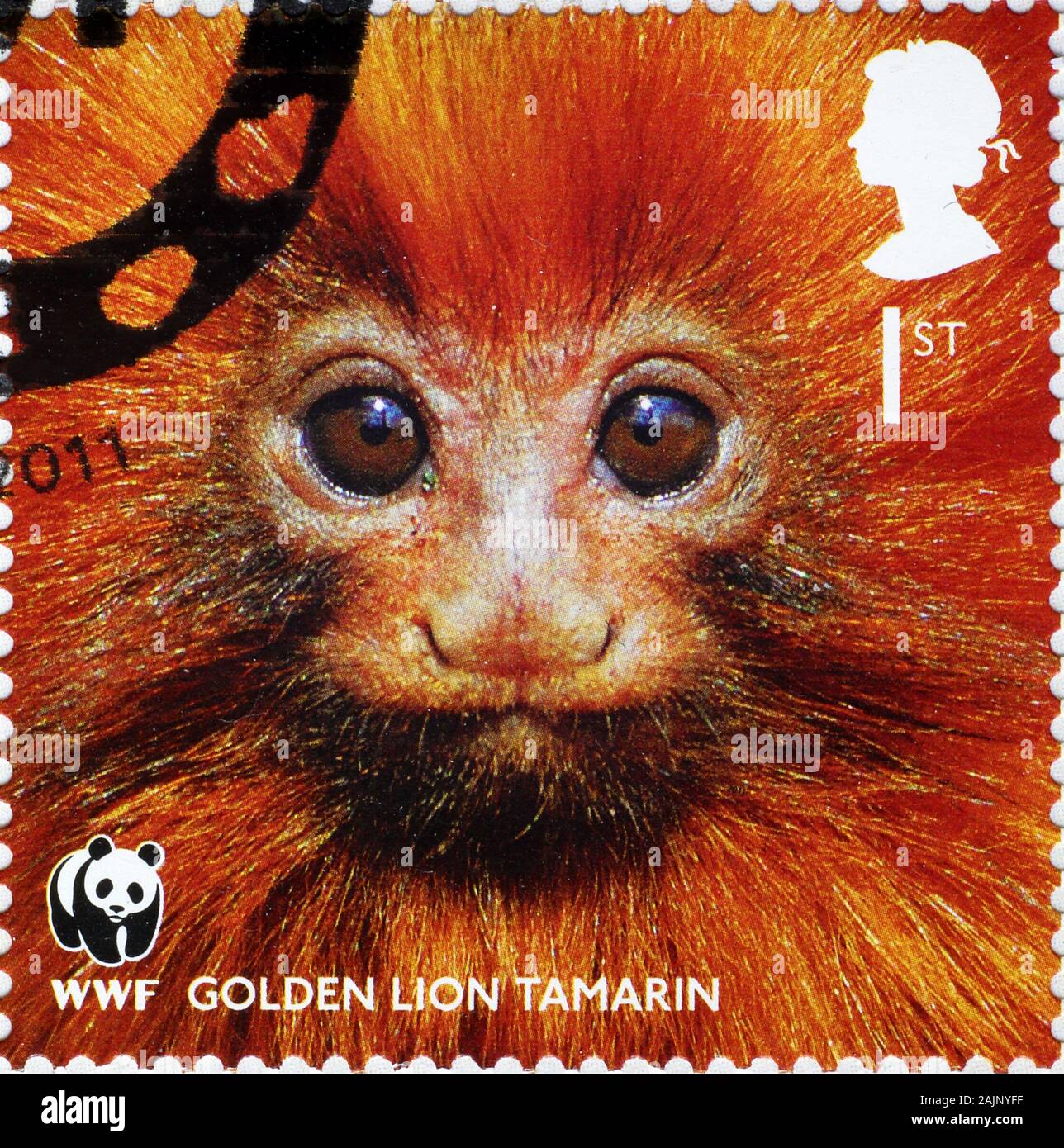 Singe lion à tête dorée Banque de photographies et d’images à haute ...