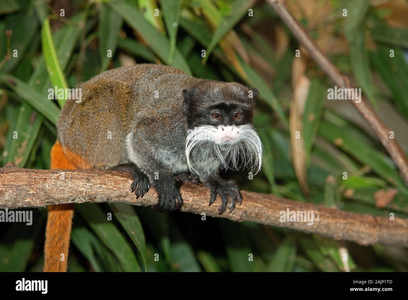 Empereur tamarin saguinus imperator subgrisescens sur branche contre ...
