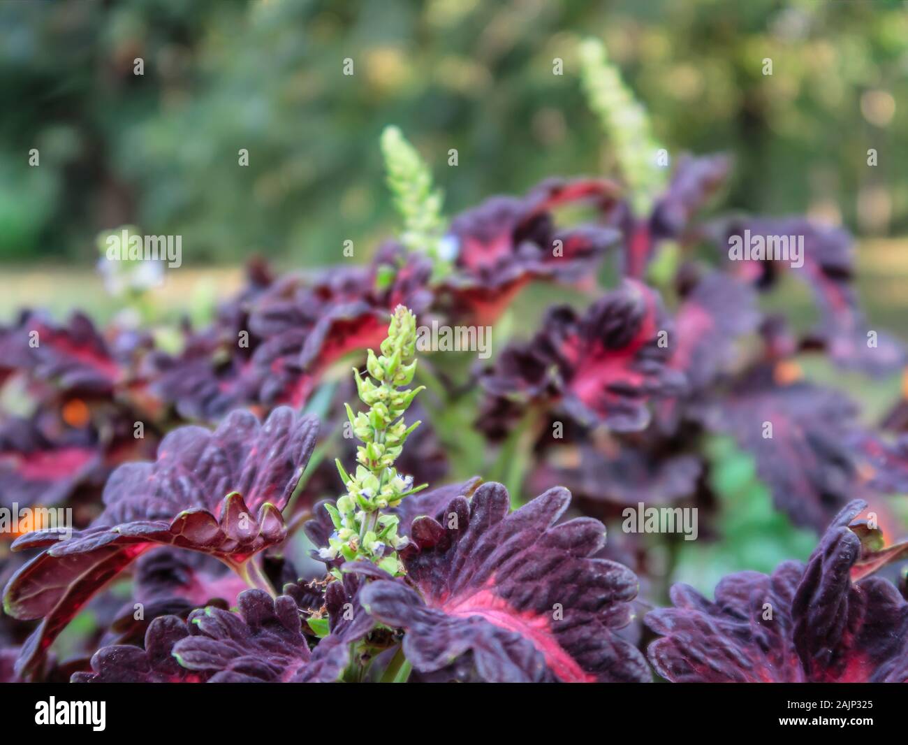 Feuilles vertes avec fleur rouge Banque de photographies et d’images à ...