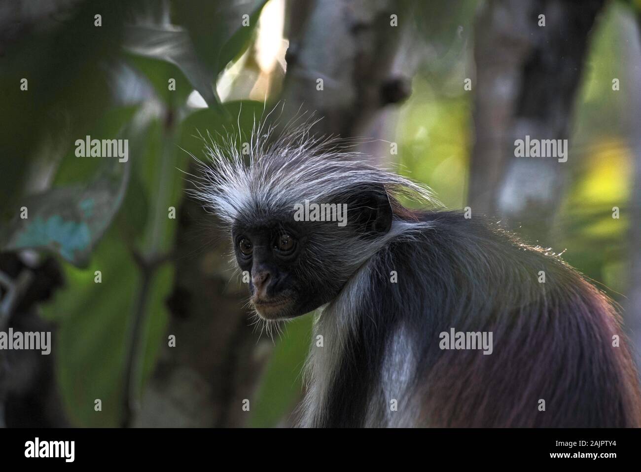 Colobus rouge de zanzibar Banque de photographies et d’images à haute ...