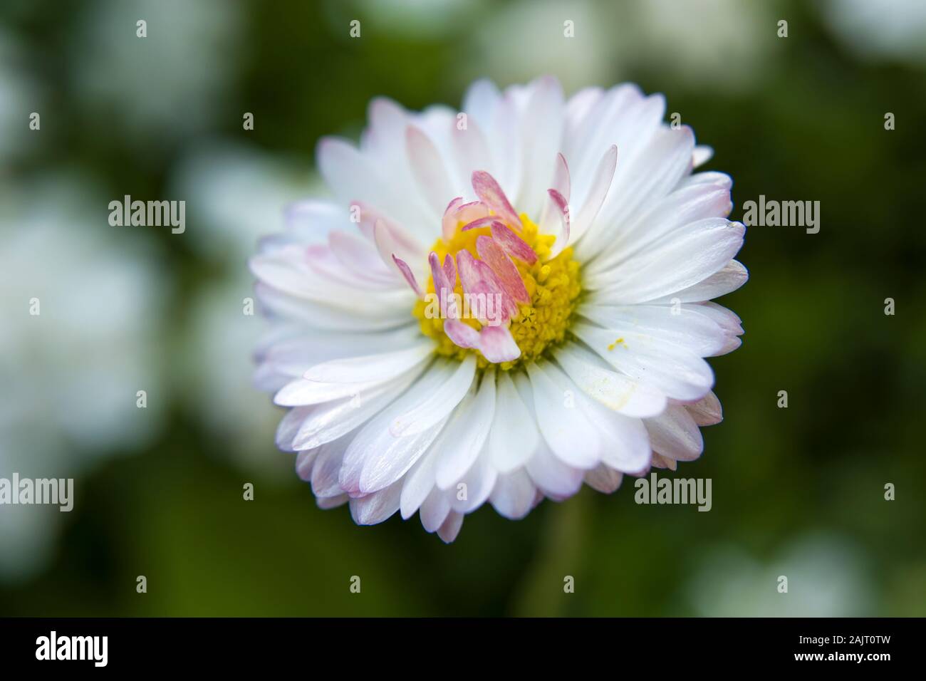 Marguerite comme Banque de photographies et d’images à haute résolution ...